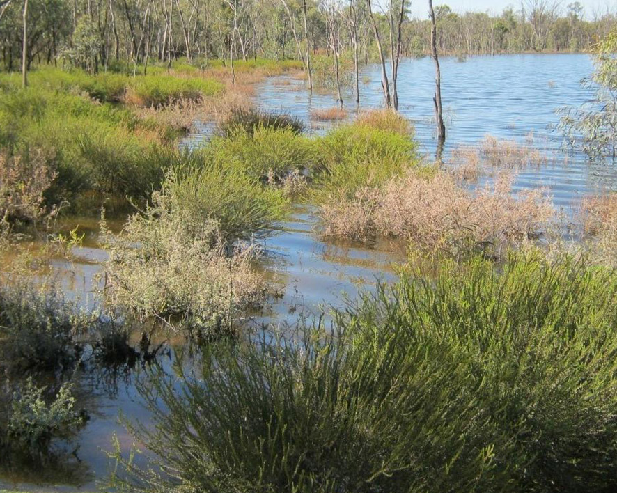 Belsar-Yungera - VMFRP