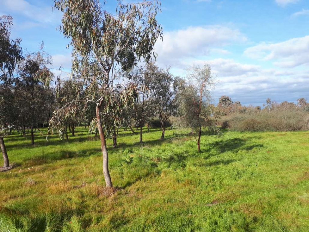 Floodplain heroes – Bringing biodiversity back to a Gunbower farm - VMFRP