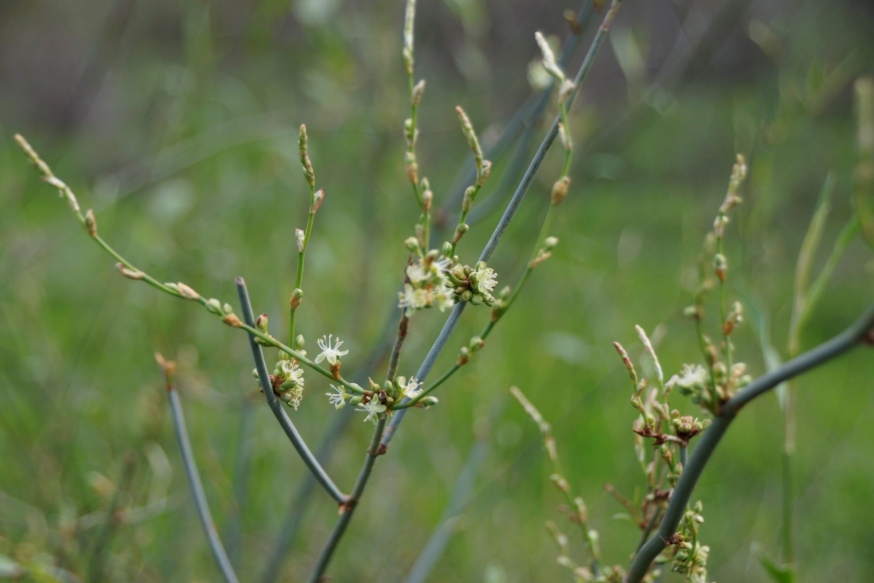 Tangled Lignum – the unsung zombie hero of the floodplains - VMFRP