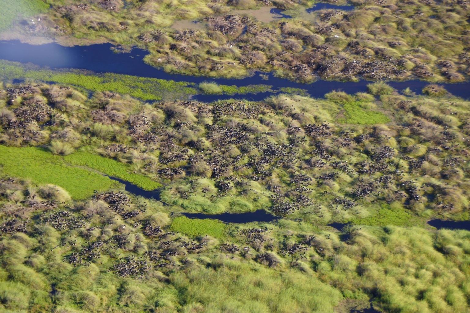 Tangled Lignum – the unsung zombie hero of the floodplains - VMFRP