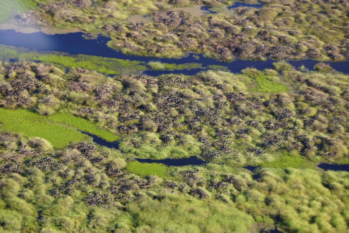 Tangled Lignum – the unsung zombie hero of the floodplains - VMFRP