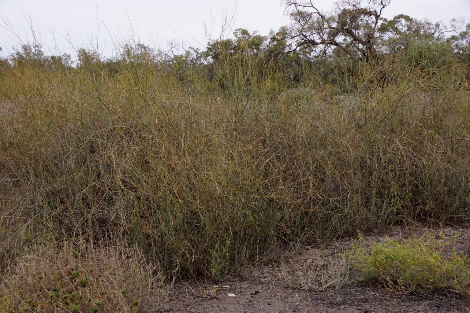 Tangled Lignum – the unsung zombie hero of the floodplains - VMFRP