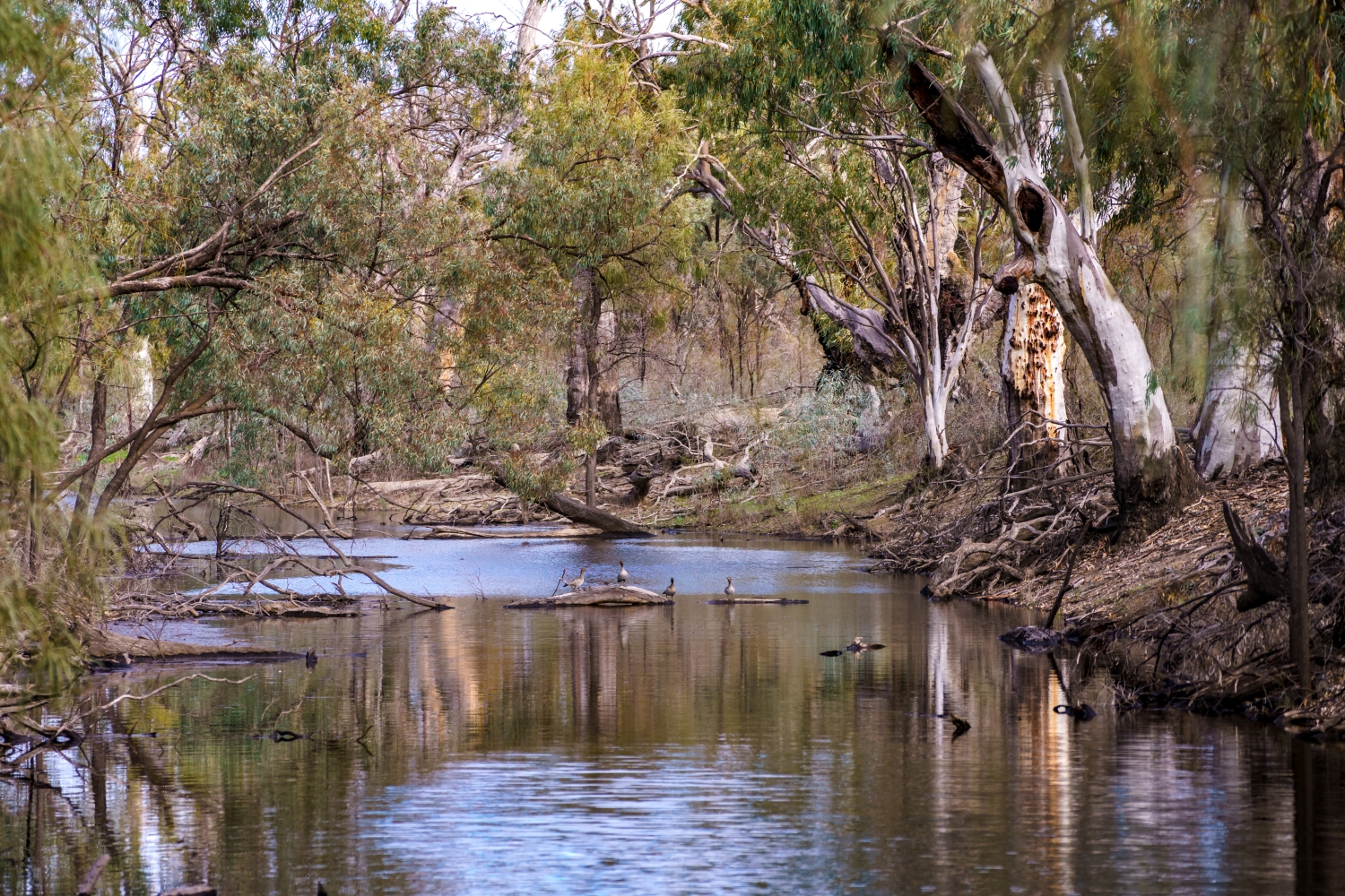 Victorian Murray Floodplain Restoration Project (VMFRP)